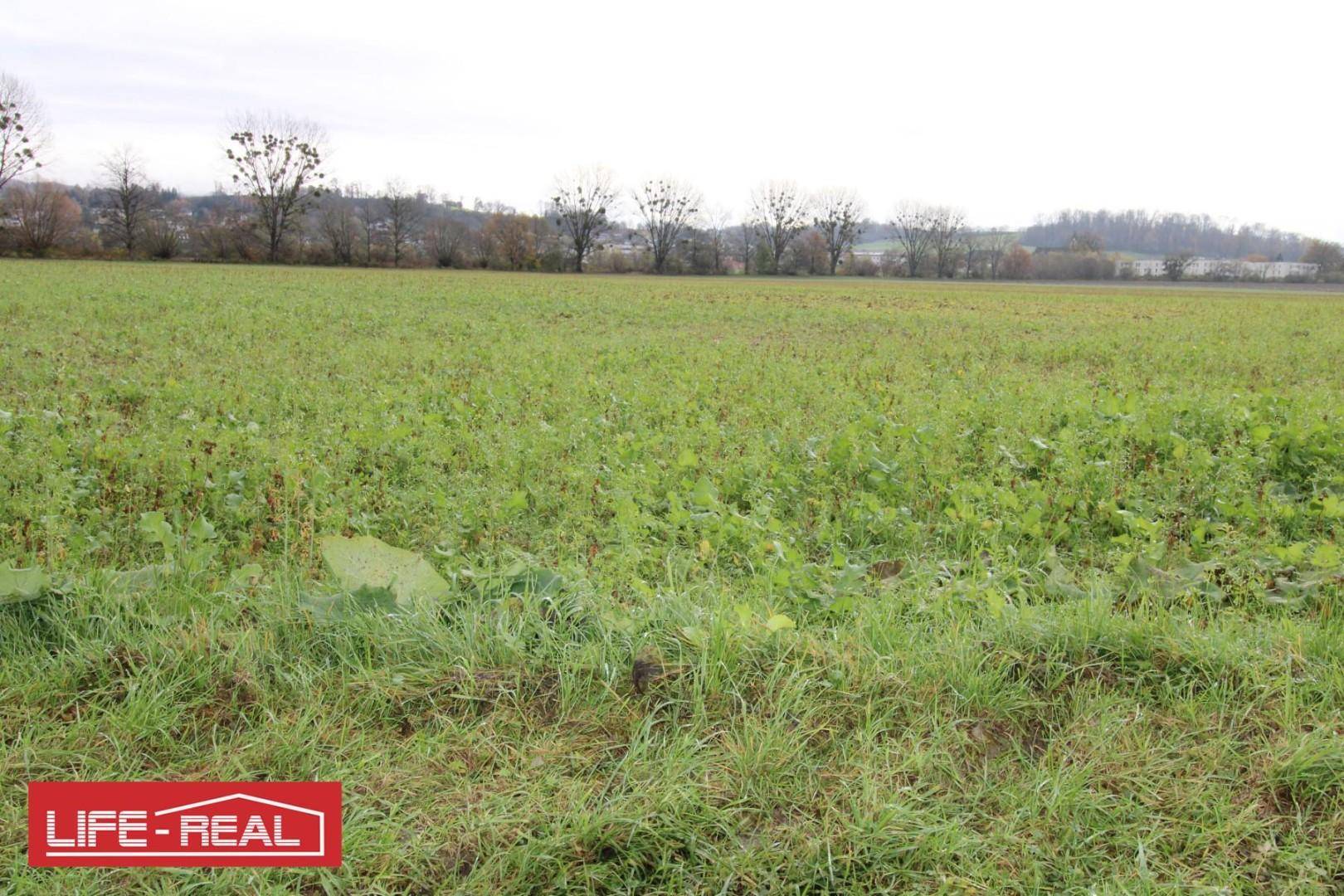 TOP LAGE, TOP - ACKER, ökologische Projekte, Gemüseanbau, Obstplantage ...